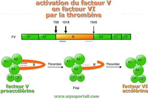 Facteur V définition et explications