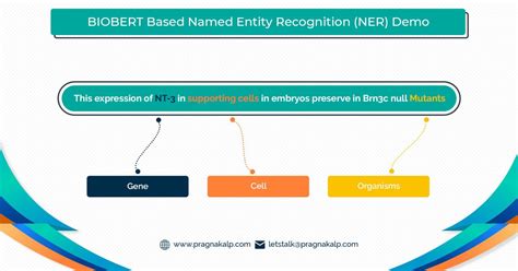 named entity recognition ner using biobert recognition ner nlp