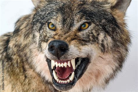 Fototapeta Grin Of A Wolf Close Up 234331808 Naklejamy
