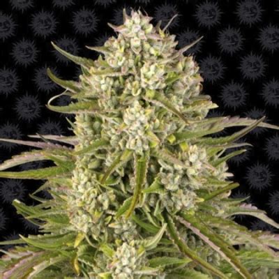 Barneys Farm Wedding Cake Auto Cannabis Seed Review Sirius