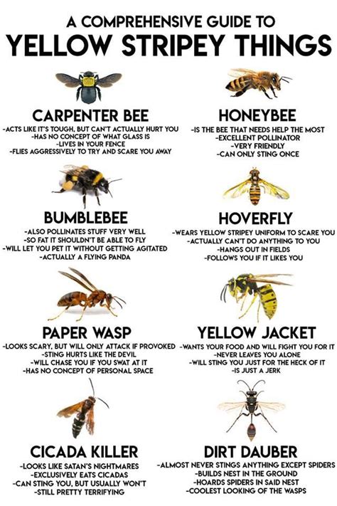 Identifying Types Of Bees