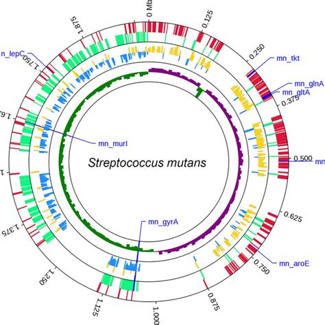 pdf a core genome multilocus sequence typing scheme for streptococcus mutans