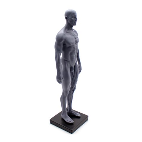Anatomia Do Corpo Humano Corpo De Nude M Sculo Sangue Ilustra O Do