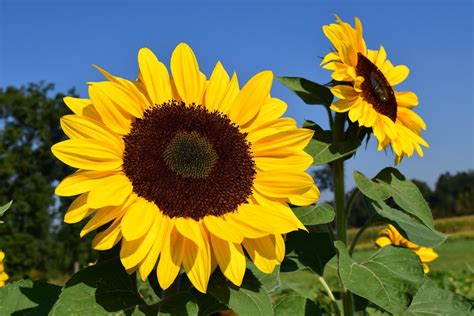 Riesensonnenblume Taiyo Helianthus Annuus Samendirekt De