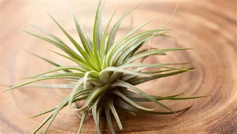 How To Care For Epiphytes Plant Gardener S Supply