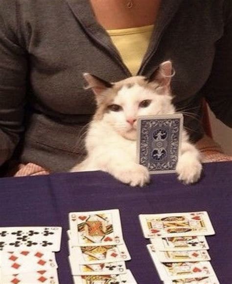 The New Henry Comms Open On Twitter RT Cat Auras