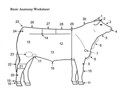 PRINTABLE Cattle External And Digestive Anatomy Worksheet And Practice