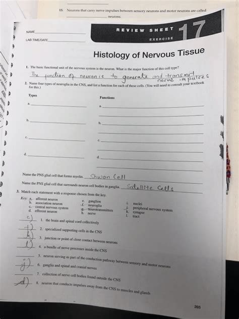 Exercise 15 Review Sheet Histology Of Nervous Tissue Printable