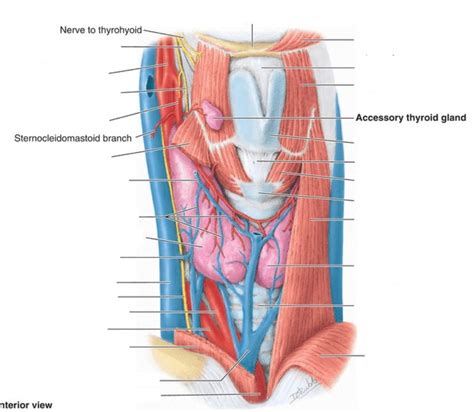 S W The Thyroid Gland Diagram Quizlet