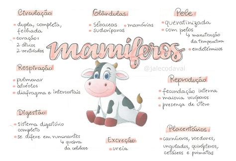 Resumo sobre Mamíferos Biologia Estuda ENEM