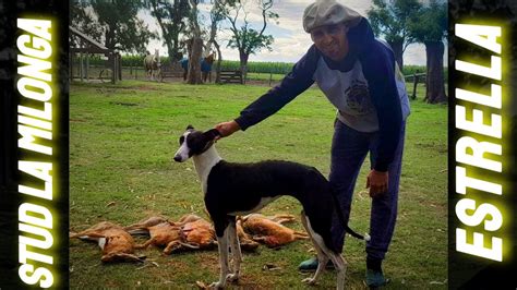 Galgos Vs Liebres Estrella Youtube