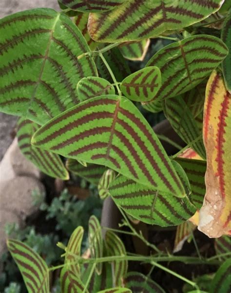 How To Prune Swallow Tail