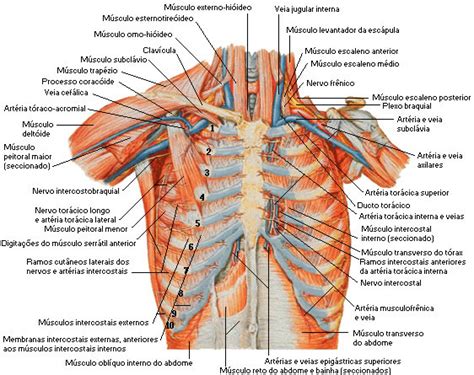 胸部肌肉 系统 Aula de Anatomia