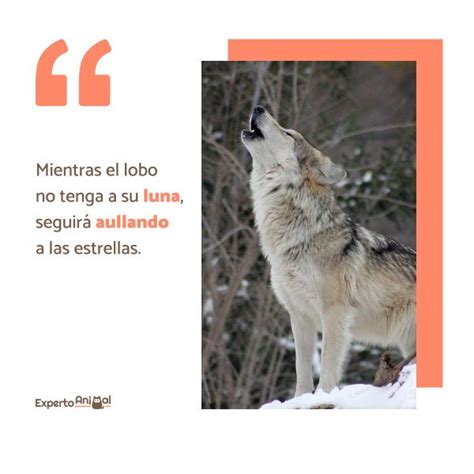 Introducir Imagen Refranes De Lobos Y Su Significado Abzlocal Mx