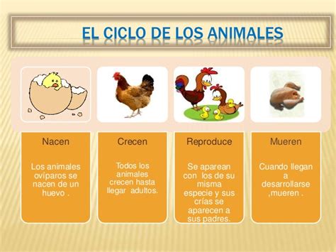 Mi pequeño granito de arena EL CICLO VITAL DE LOS SERES VIVOS