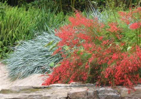 18 Best Flowering Ground Cover Plants Balcony Garden Web