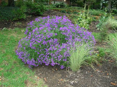 Purple Dome New England Aster Native Roots