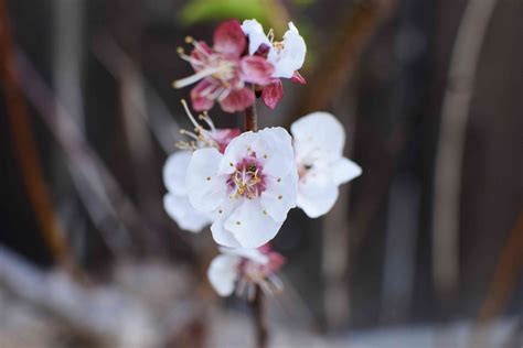 Apricot Tree Prunus Armeniaca Care And Growing Guide