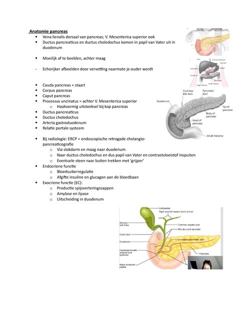 Echografie Pancreas Periode 3 Jaar 1 MBRT Anatomie Pancreas Vena