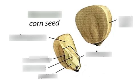 Monocot Seed Diagram Quizlet