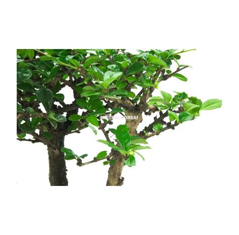 Carmona Microphylla Bonsai 6 Years Oriental Or Fukien Tea Tree Forest