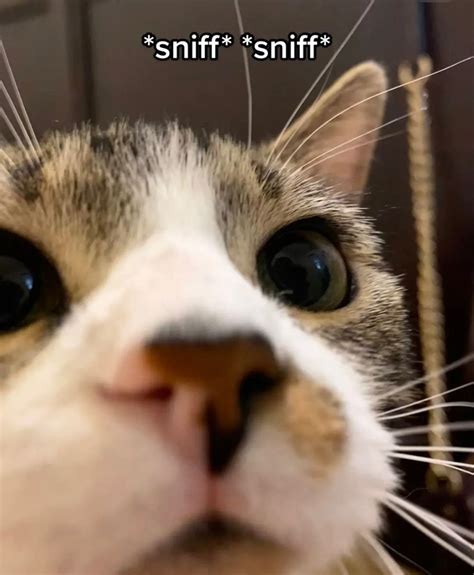 Funny Cute Cats Silly Cats Cute Memes Funny Memes Ugly Cat Silly