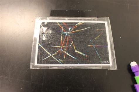 Biodiversity Lab Practical Flashcards Quizlet