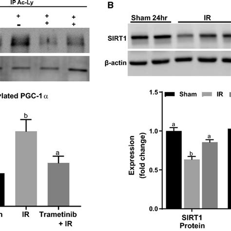 ERK1 2 inhibition attenuates PGC 1α acetylation increases following