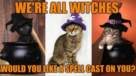 Cats Memes GIFs Imgflip