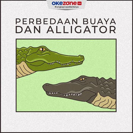 Serupa Tapi Tak Sama Ini Beda Buaya Dan Alligator 0 Foto Okezone