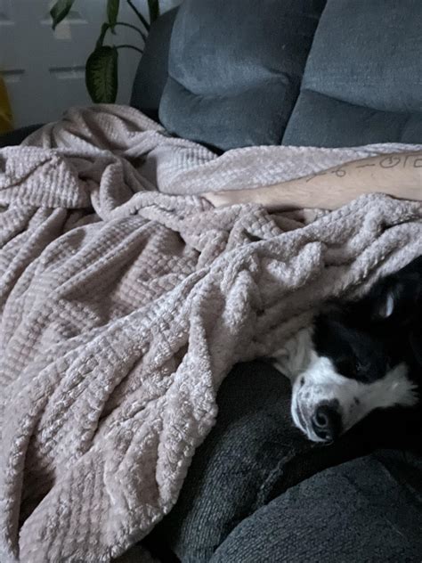 She Wont Let You Put A Blanket On Her But Will Happily Be Under One With You Rtuckedinpuppies