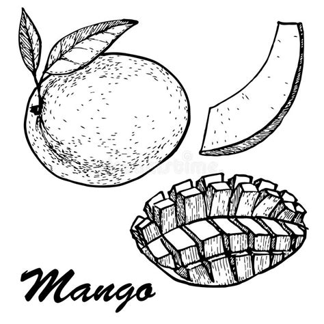 Os Frutos Tirados Mão Da Manga Ajustaram se Folhas E Fatias E Cubos