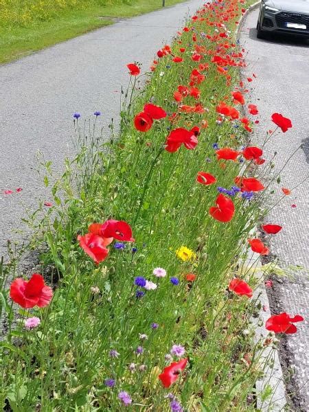 Bienen Blumenwiese Statt De Fl Chen W Rgl