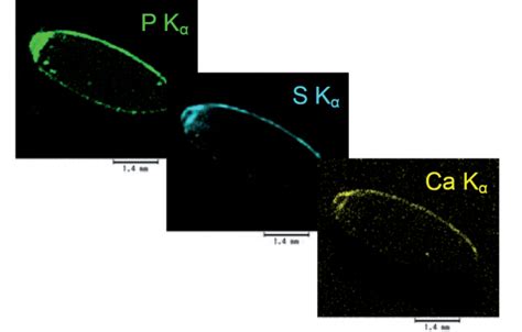 elemental analysis of single rice grains using xrf micro analysis horiba