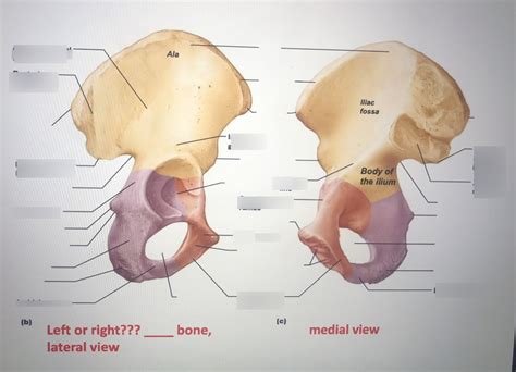 Coxal Bone Lateral Right Views Diagram Quizlet