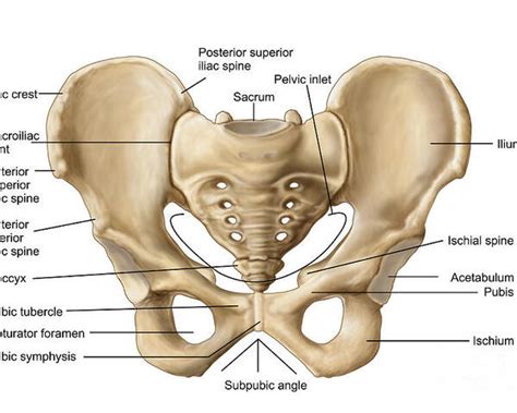 Human Pelvic Bones Anatomy