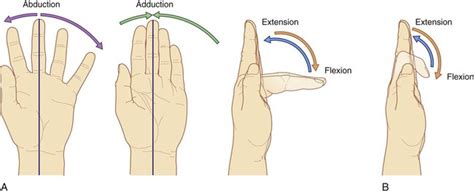 Metacarpophalangeal Joint Movement