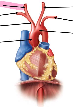 Anatomy Lab Exam Axial Blood Vessels Flashcards Quizlet