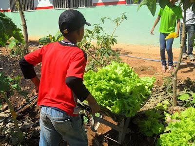 Blog Escola Ana Guedes Dia De Colheita Na Horta Escolar
