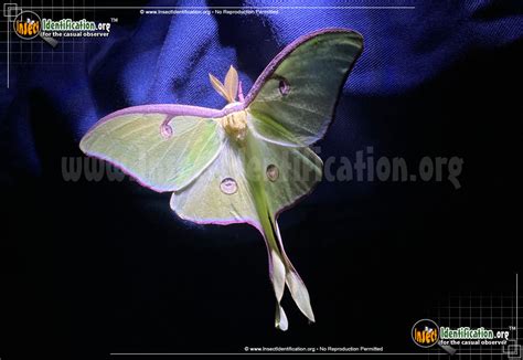 Luna Moth