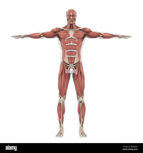 Human Muscular System Hi Res Stock Photography And Images Alamy