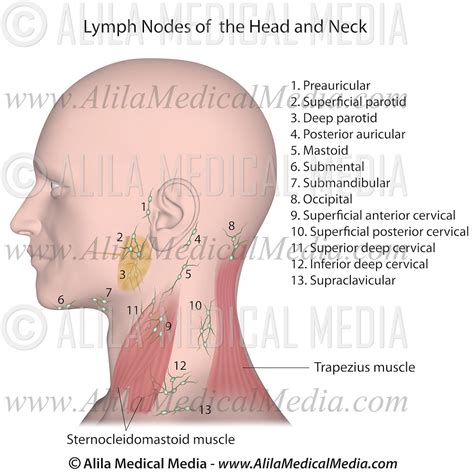 Occipital Lymph Node Location