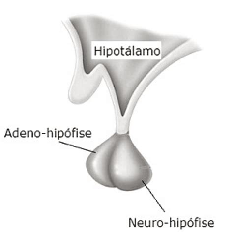 Sistema End Crino Anatomia Papel E Caneta