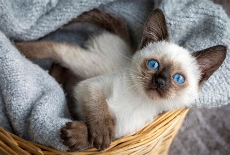 Gatito lindo del animal doméstico del gato siamés Foto Premium