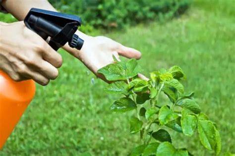 Cómo funcionan los insecticidas orgánicos Explicado para tontos