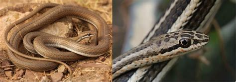 5 COMMON Types Of Snakes Found In Western Sahara Nature Blog Network