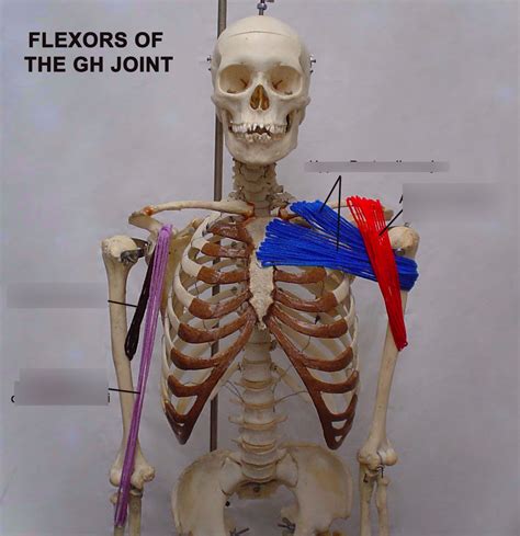 Flexors Of The Glenohumeral Joint Diagram Quizlet