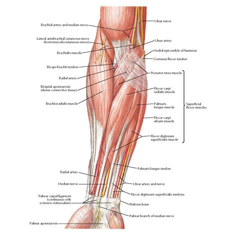 Muscles Of Forearm Superficial Layer Anterior View Anatomy Pediagenosis