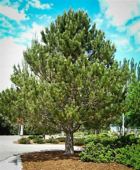Sosna Czarna Pinus Nasiona roślin ozdobnych największy wybór