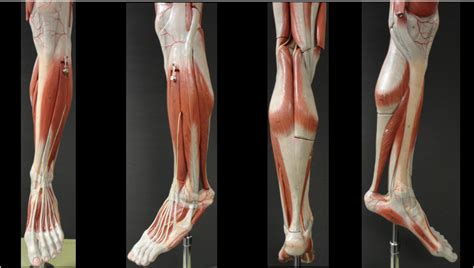 Muscles Acting On The Foot Leg Foot Muscles Diagram Quizlet
